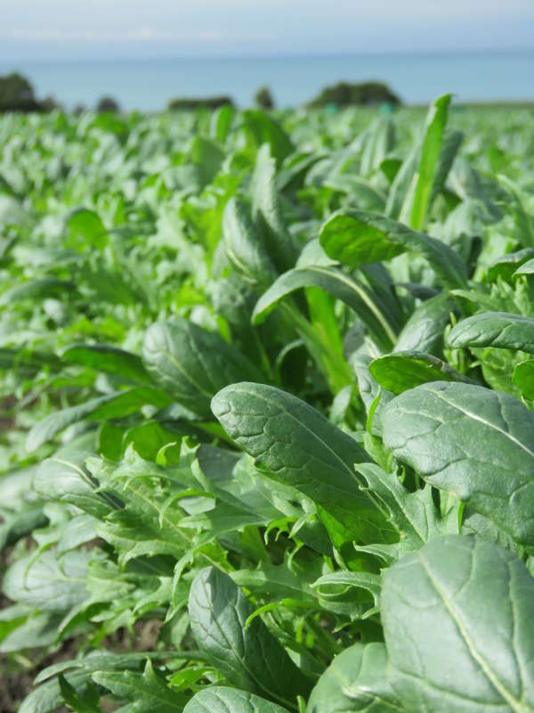 Baby leaf (Product) - Growers of lettuce, broccoli and baby leaf greens ...