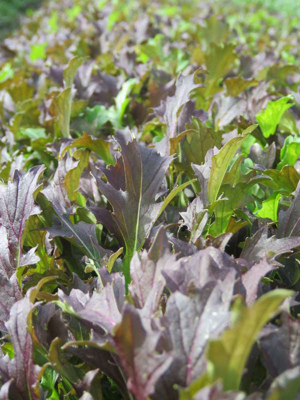 Baby leaf (Product) - Growers of lettuce, broccoli and baby leaf greens ...