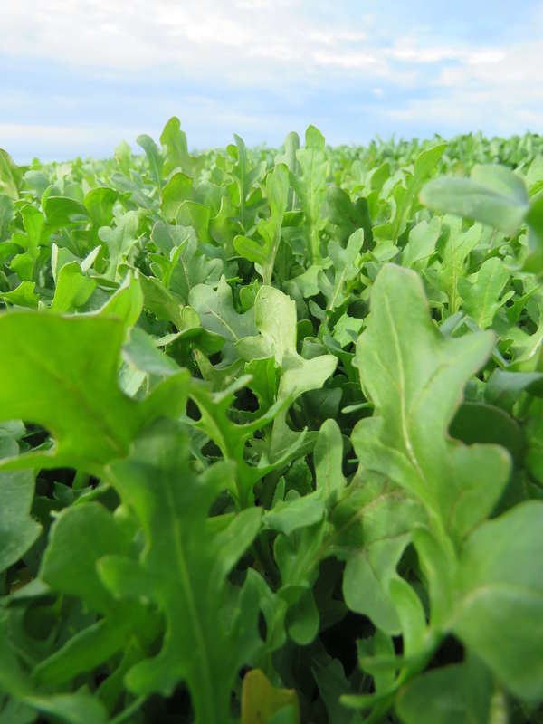 Baby leaf (Product) - Growers of lettuce, broccoli and baby leaf greens ...